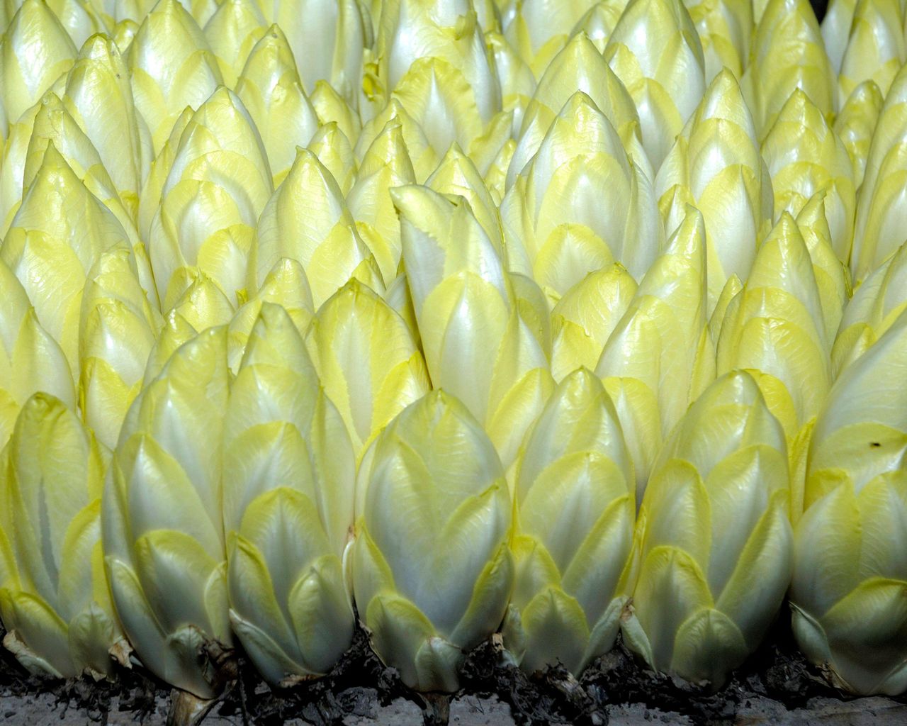 Vegetables to plant in December: 12 crops to sow and grow | Gardeningetc