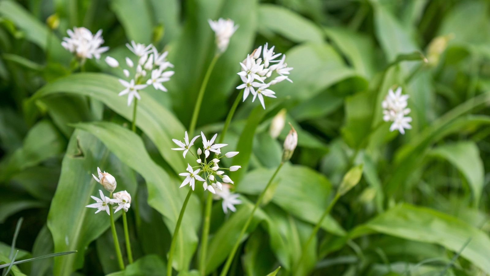 7 invasive bulbs you should never plant in your garden | Ideal Home