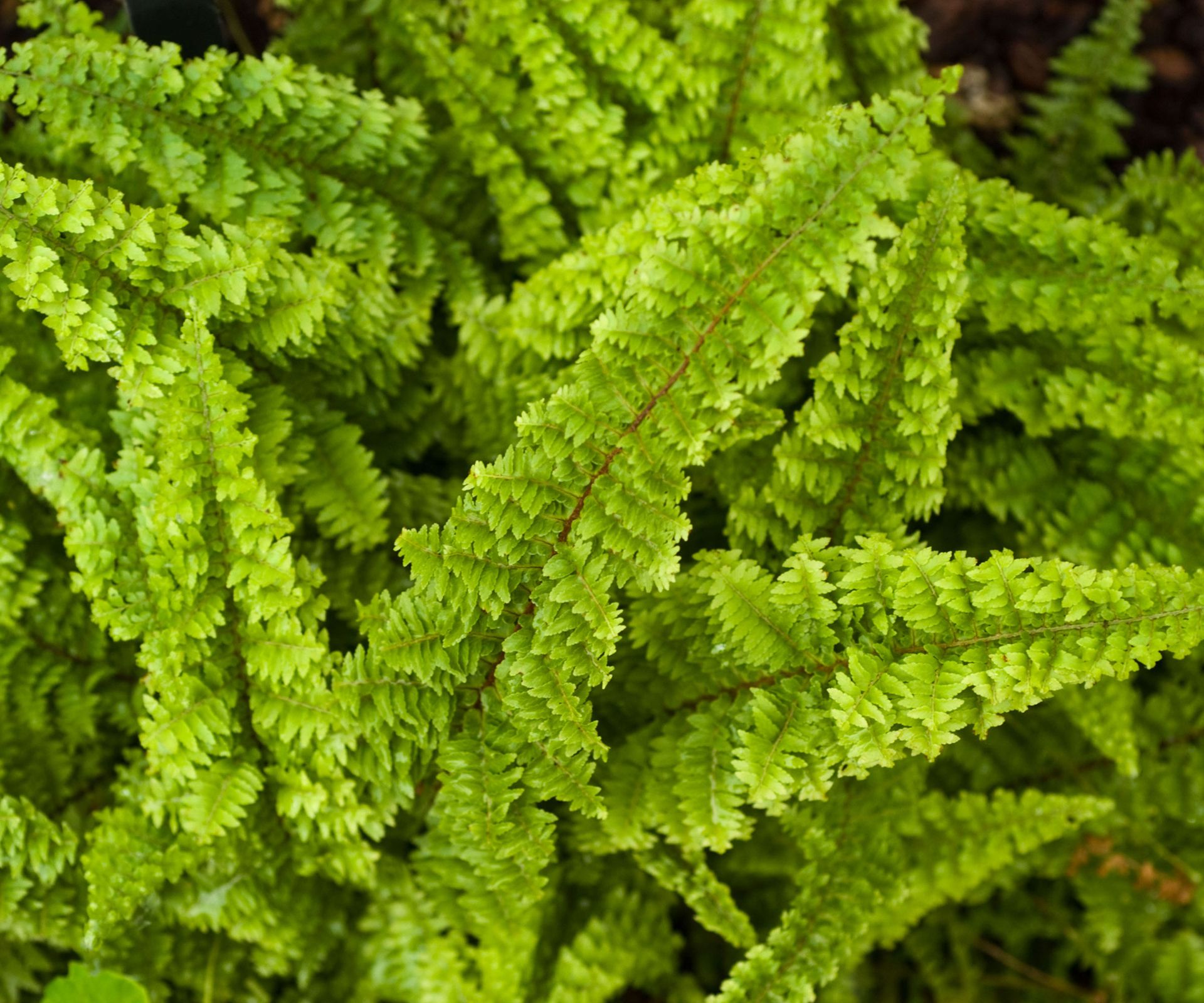 Boston Fern Care: Beginner’s Guide To Boston Ferns | Gardening Know How
