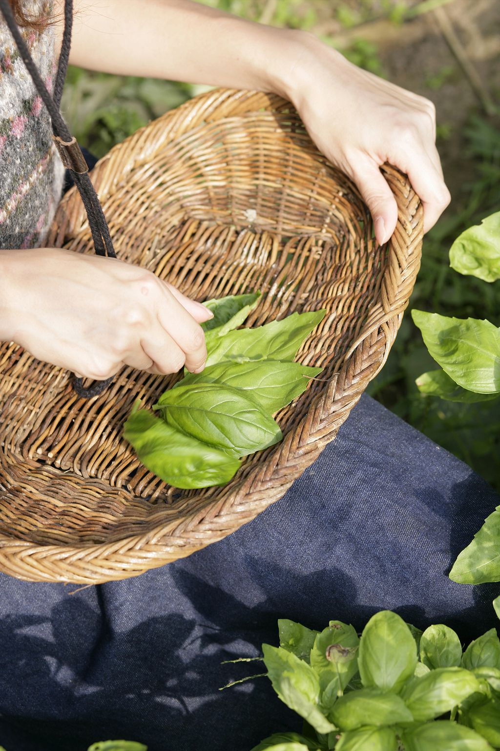 How to prune basil – and the best time to do it | Homes and Gardens