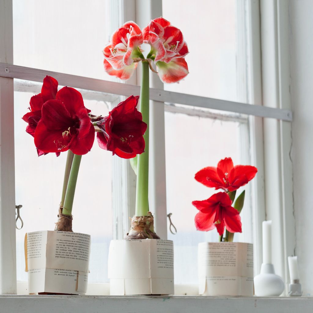 What to do with bulbs after flowering for bright blooms every year ...