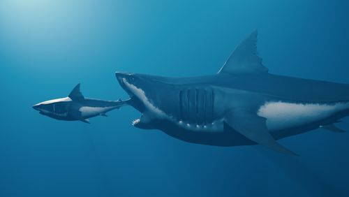 Megalodon shark mamas had human-size cannibal babies | Live Science