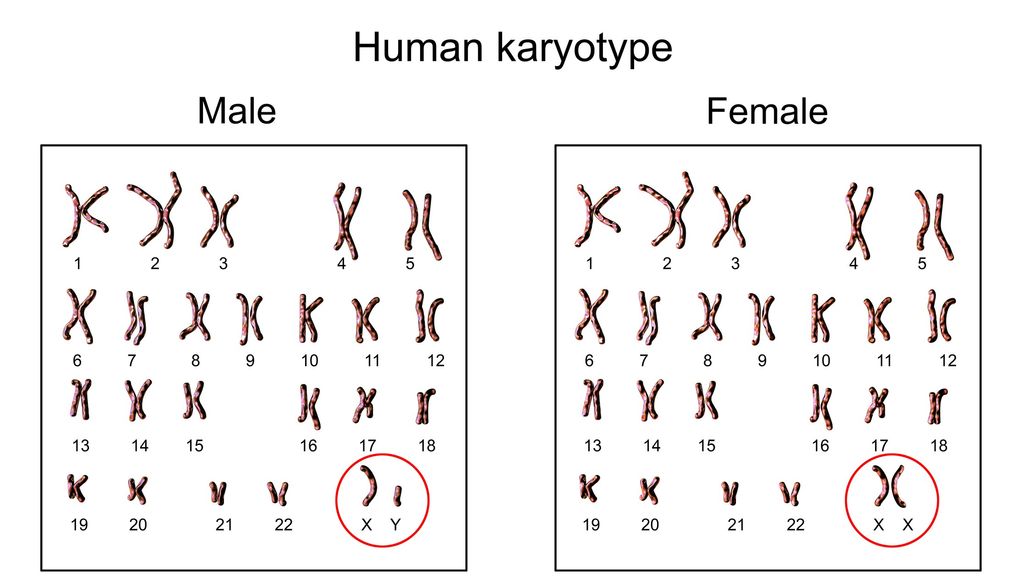 Chromosomes: Facts about our genetic storerooms | Live Science
