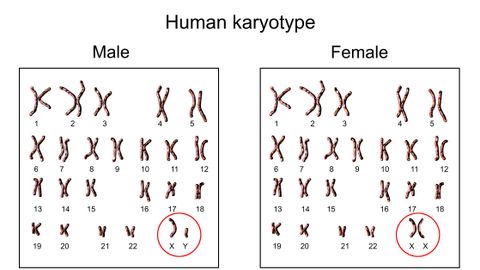 Chromosomes: Facts about our genetic storerooms | Live Science