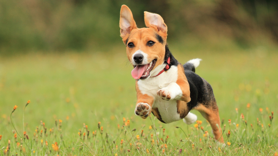 Best GPS trackers for pets (both cats and dogs) | PetsRadar