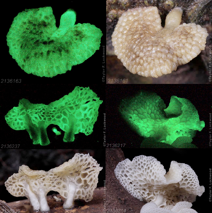 'Magic' Mushroom: Chinese Fungus Glows in the Dark (Op-Ed) | Live Science