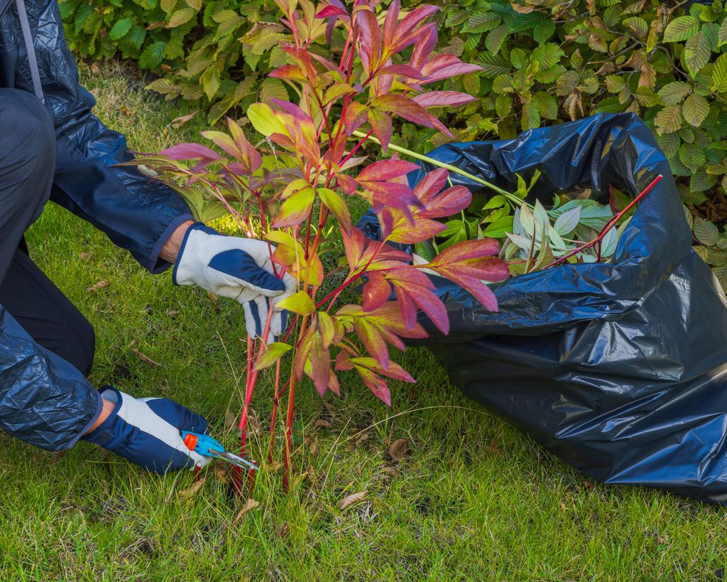Pruning Peonies For Better Blooms & Healthier Plants | Gardening Know How