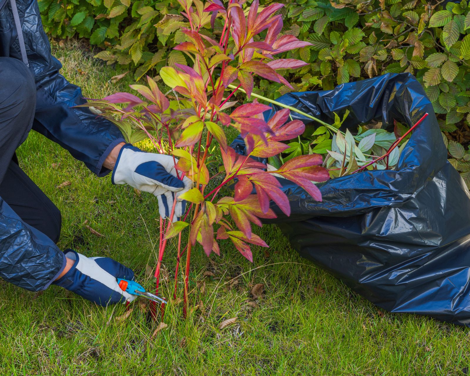 Pruning Peonies For Better Blooms & Healthier Plants | Gardening Know How