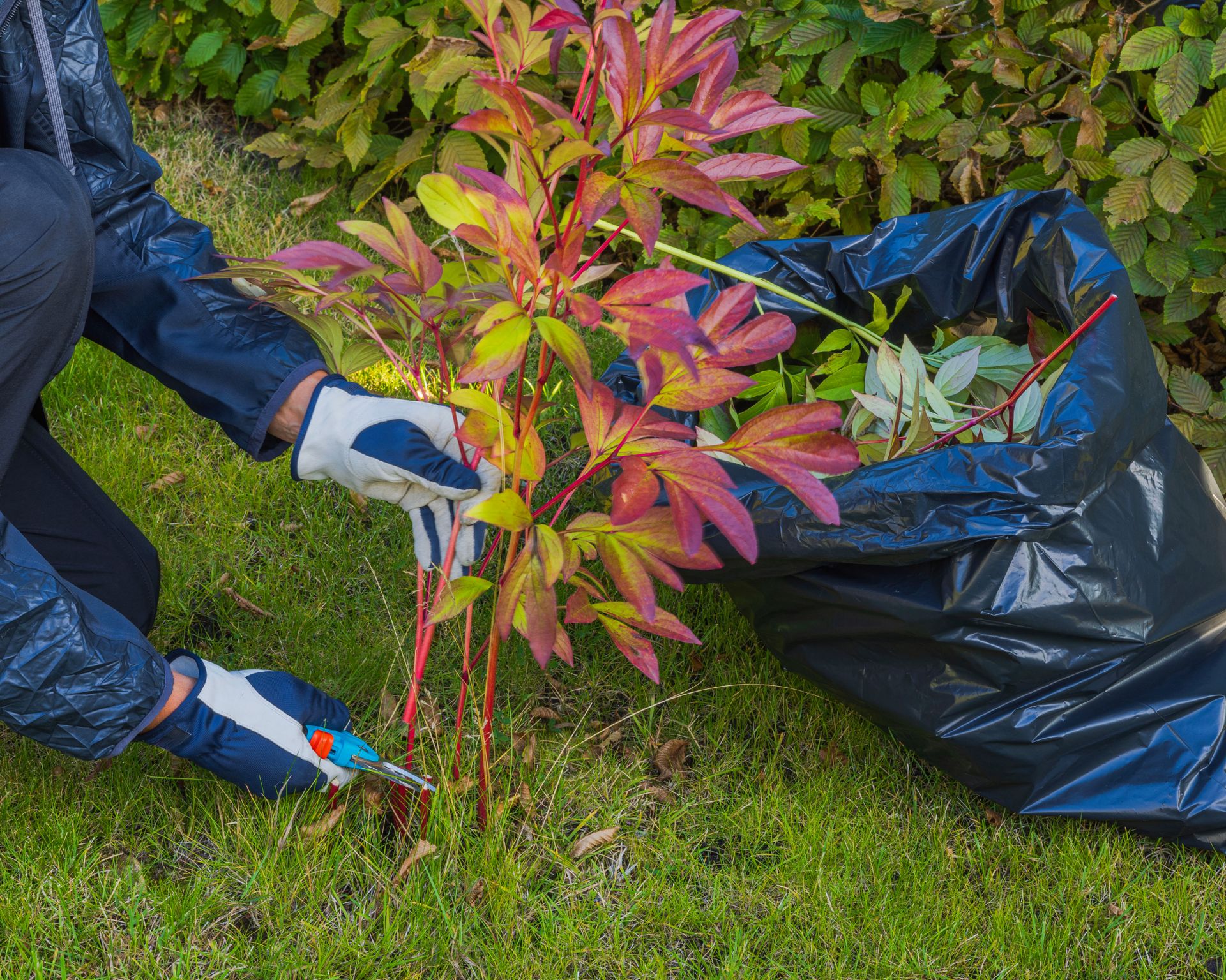 Pruning Peonies For Better Blooms & Healthier Plants | Gardening Know How