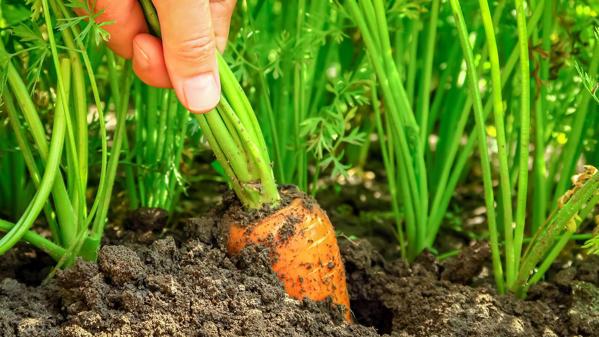 Push-Pull Carrot Hack: How to Harvest Without Breaking Roots ...