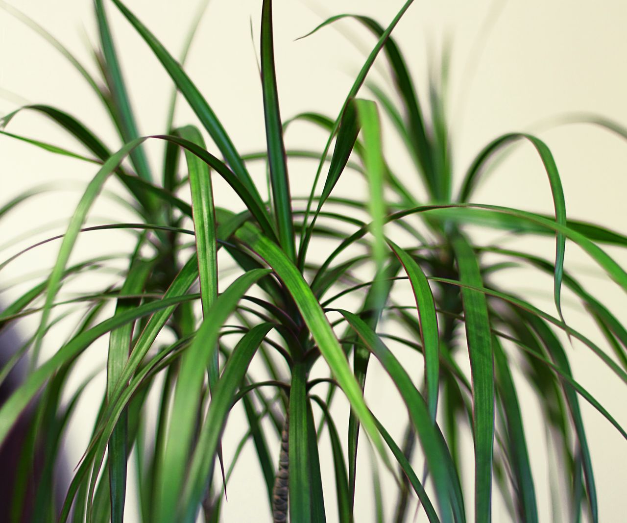 How to care for dragon tree plant: Experts share advice | Homes and Gardens