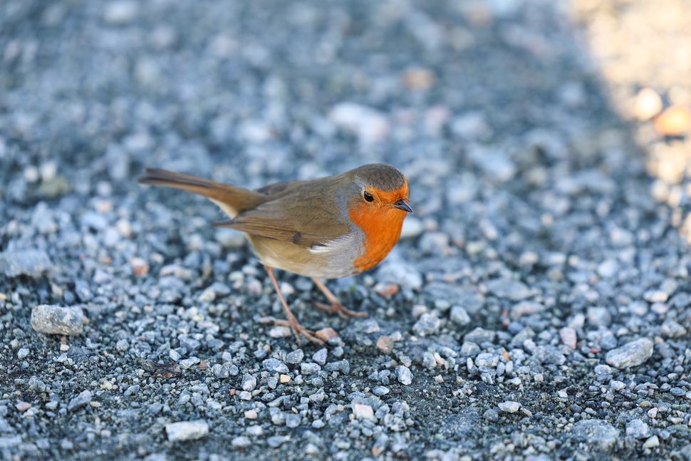 Canon EOS R6 Mark II review | Digital Camera World