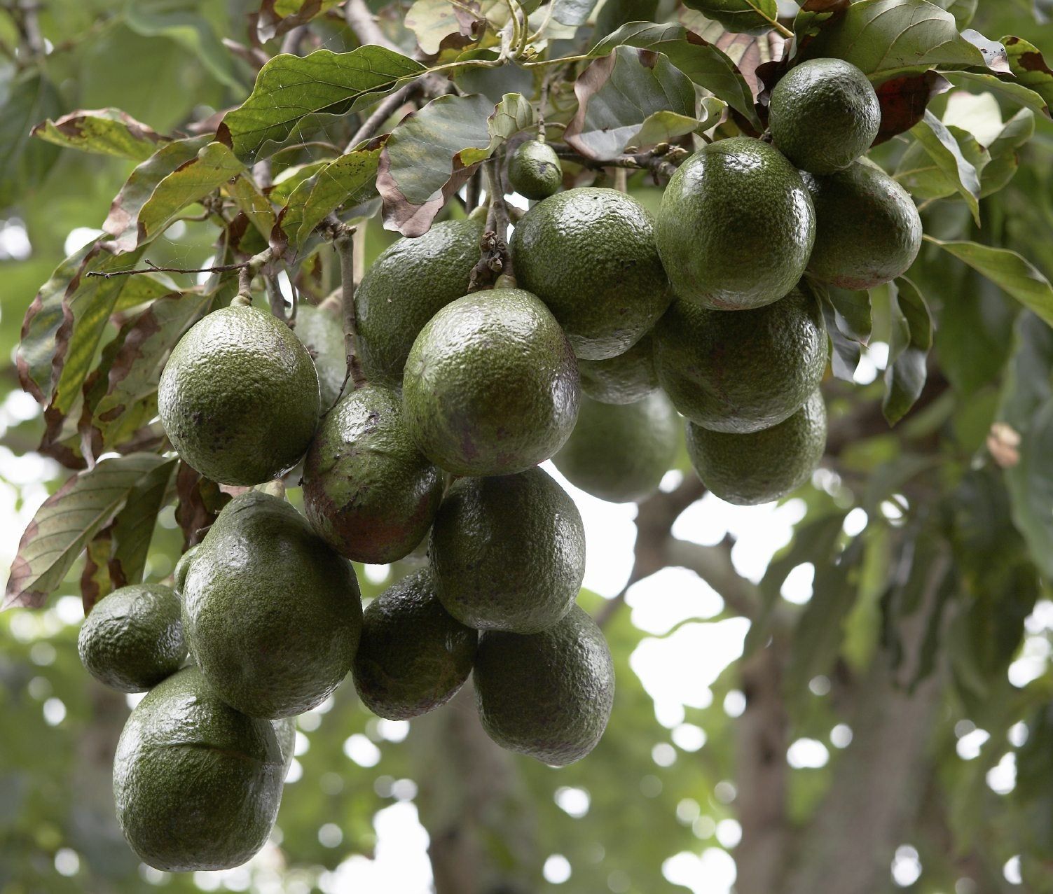 Cold Tolerant Avocado Trees - Common Types Of Cold Hardy Avocado Trees ...