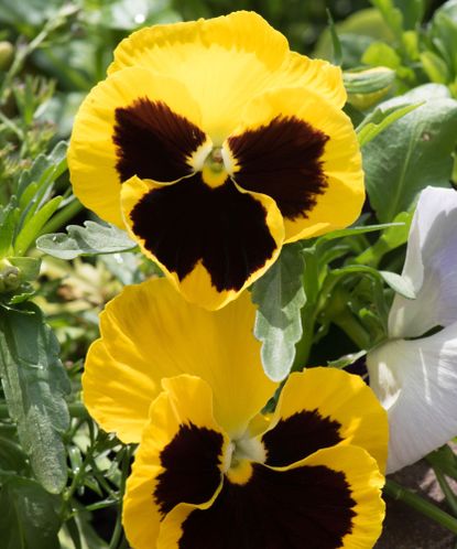 Best winter pansies: 8 to add seasonal color to your garden | Homes and ...