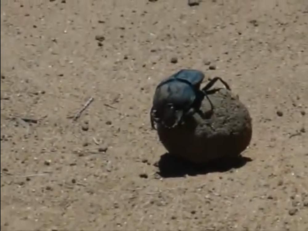 In Images: Beetles Dance on Poop Balls to Keep Cool | Live Science