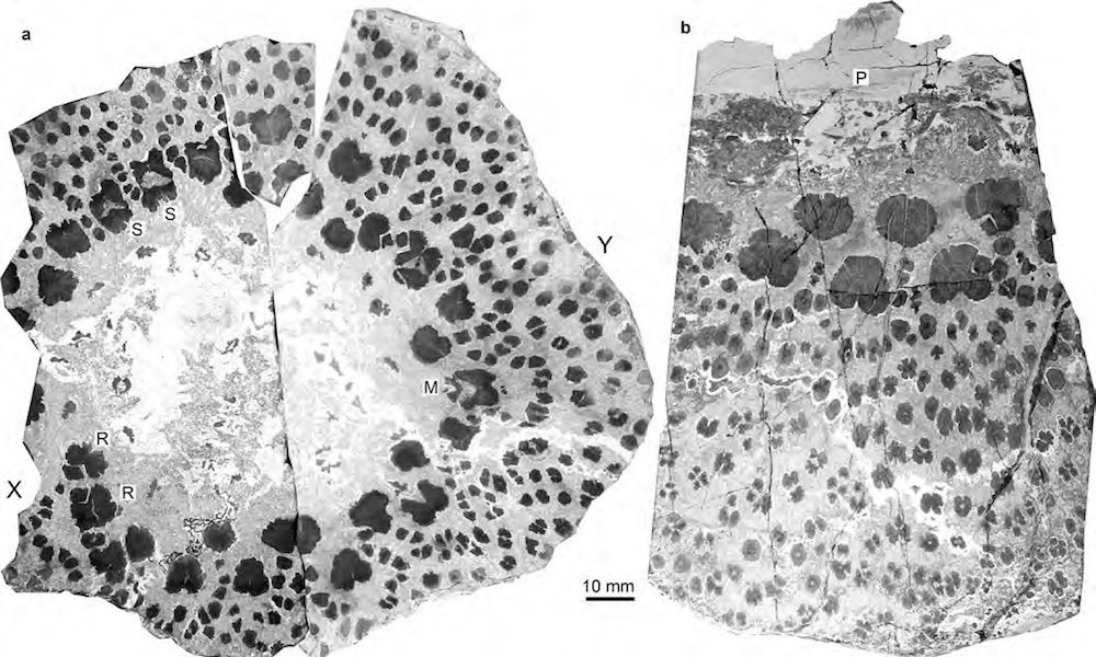 Primordial Fossils of Earth's 1st Trees Reveal Their Bizarre Structure ...