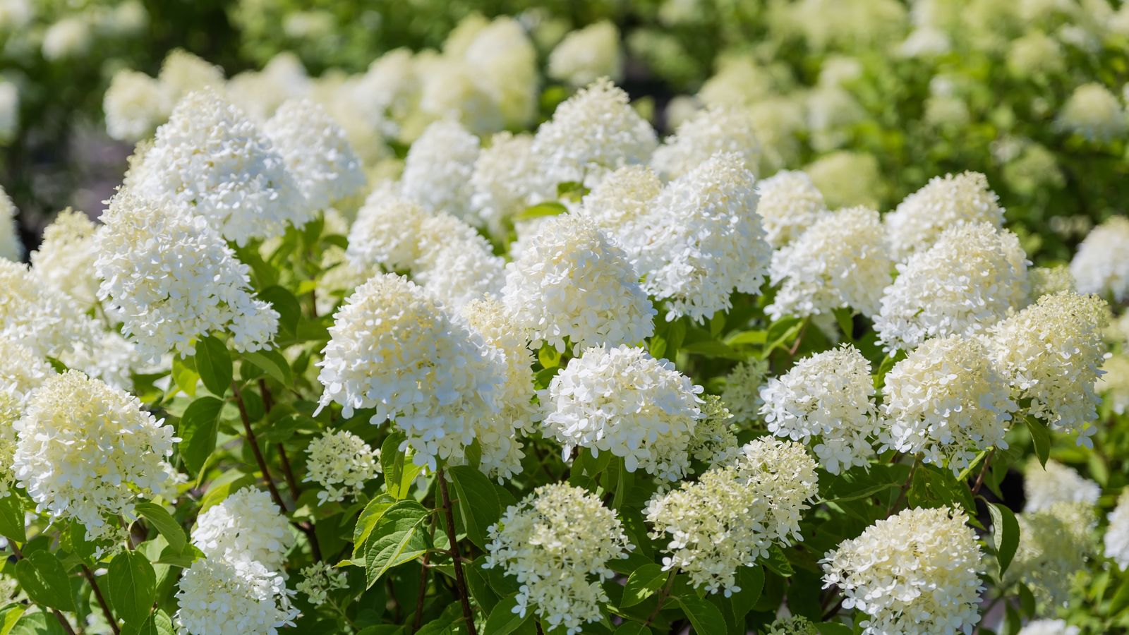 White Hydrangea Varieties – Tips For Growing White Hydrangeas ...