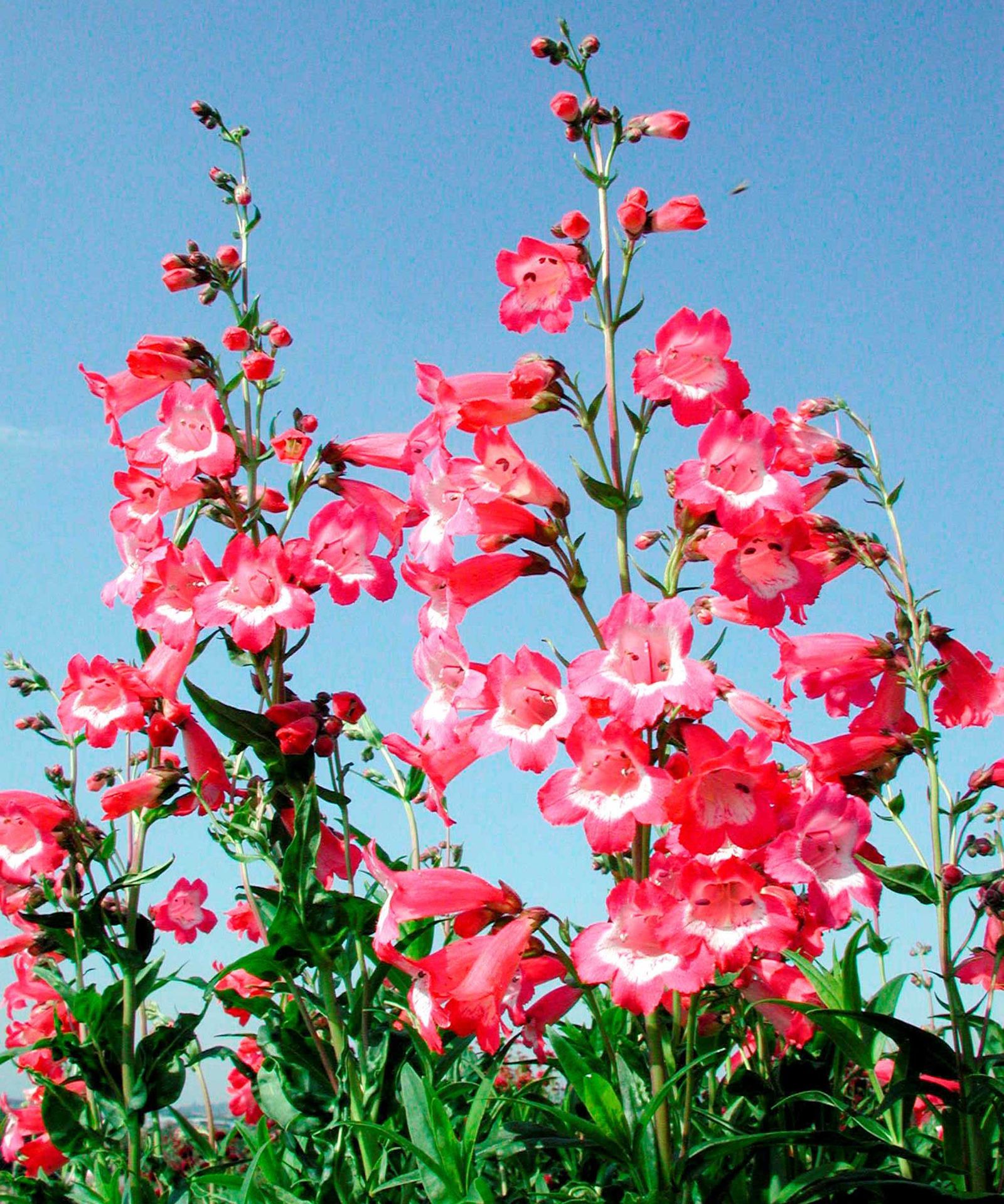 16 beautiful penstemon varieties for your planting scheme | Gardeningetc