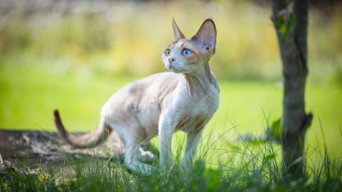 Types of small-breed cats that will always look like kittens | PetsRadar
