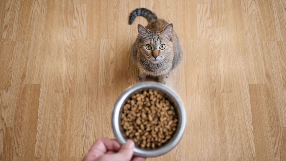 Is your cat fussy about food? Vet shares 9 reasons why and how to help ...