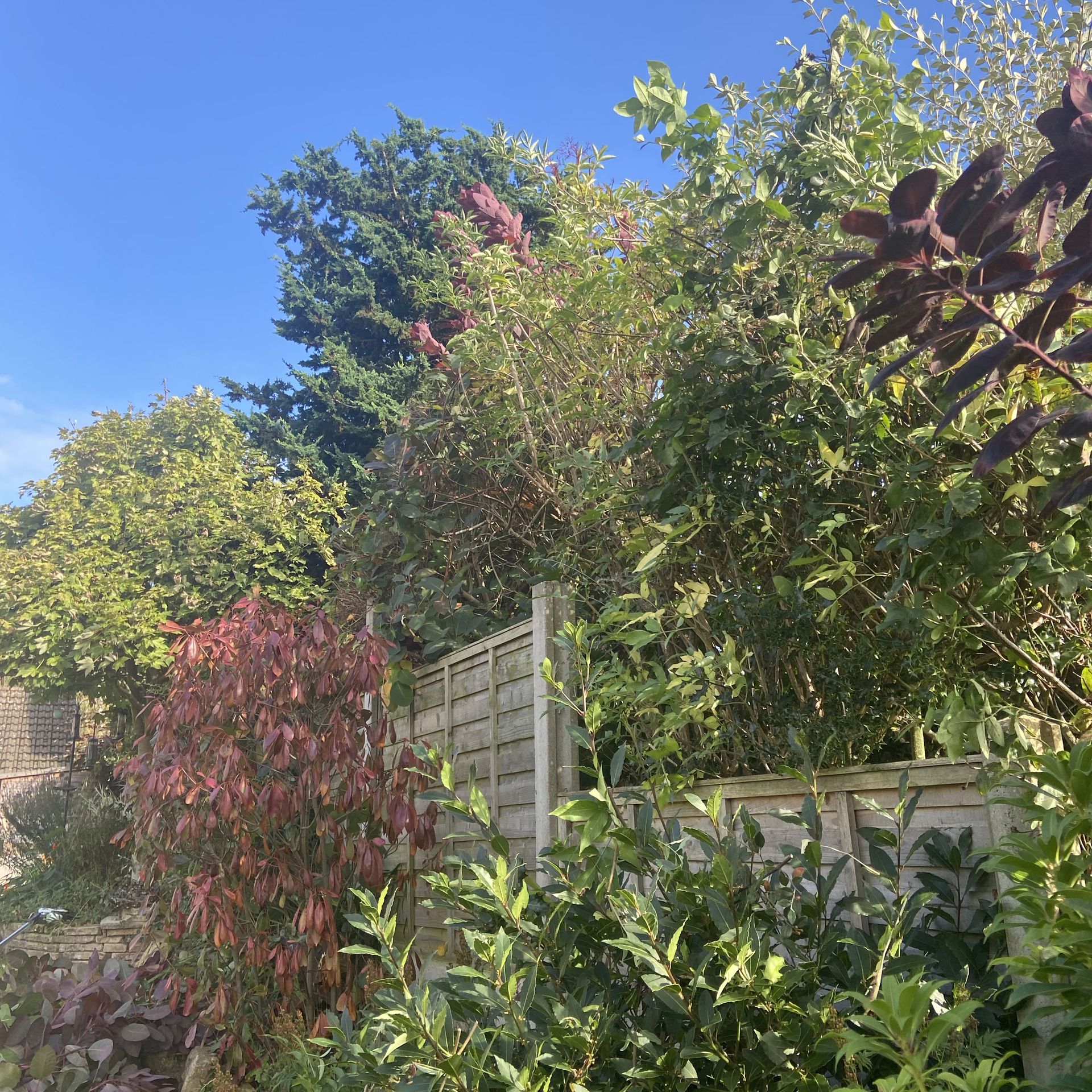 Gtech HT50 cordless hedge trimmer review | Gardeningetc