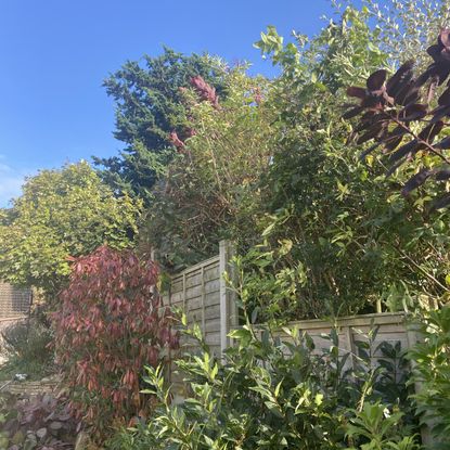 Gtech HT50 cordless hedge trimmer review | Gardeningetc