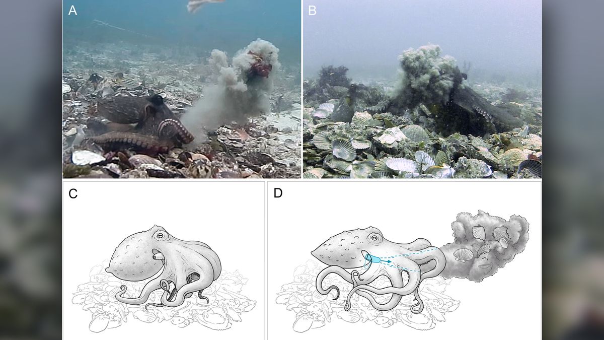 Octopuses fling shells and sand at each other, and scientists caught ...