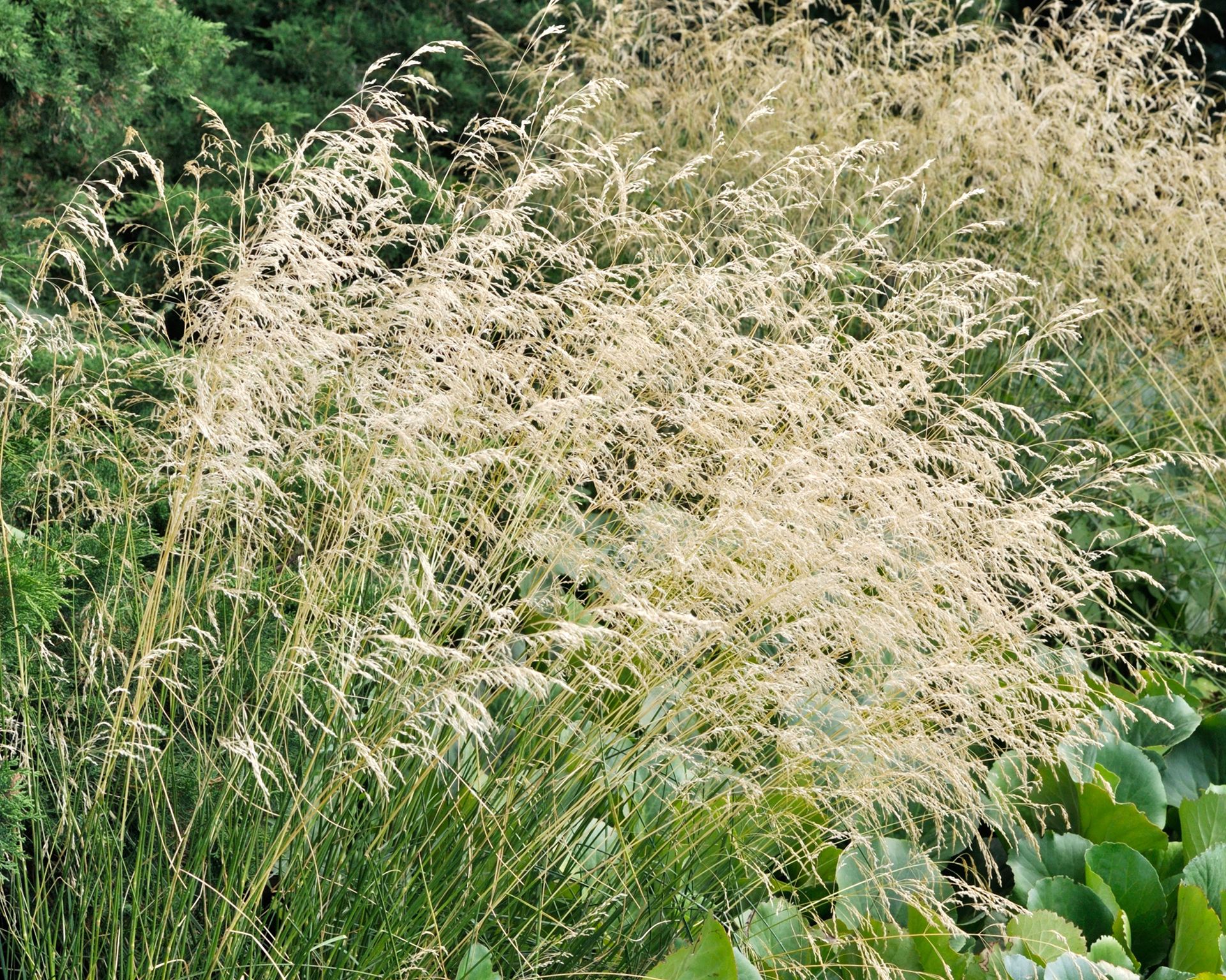 6 Beautiful Ornamental Grasses That Pollinators Love | Gardening Know How
