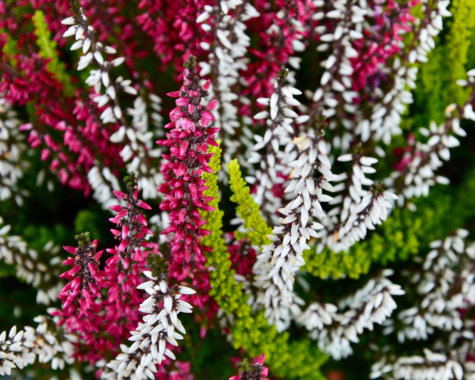 Best fall flowers and plants: 14 top choices for late color | Gardeningetc