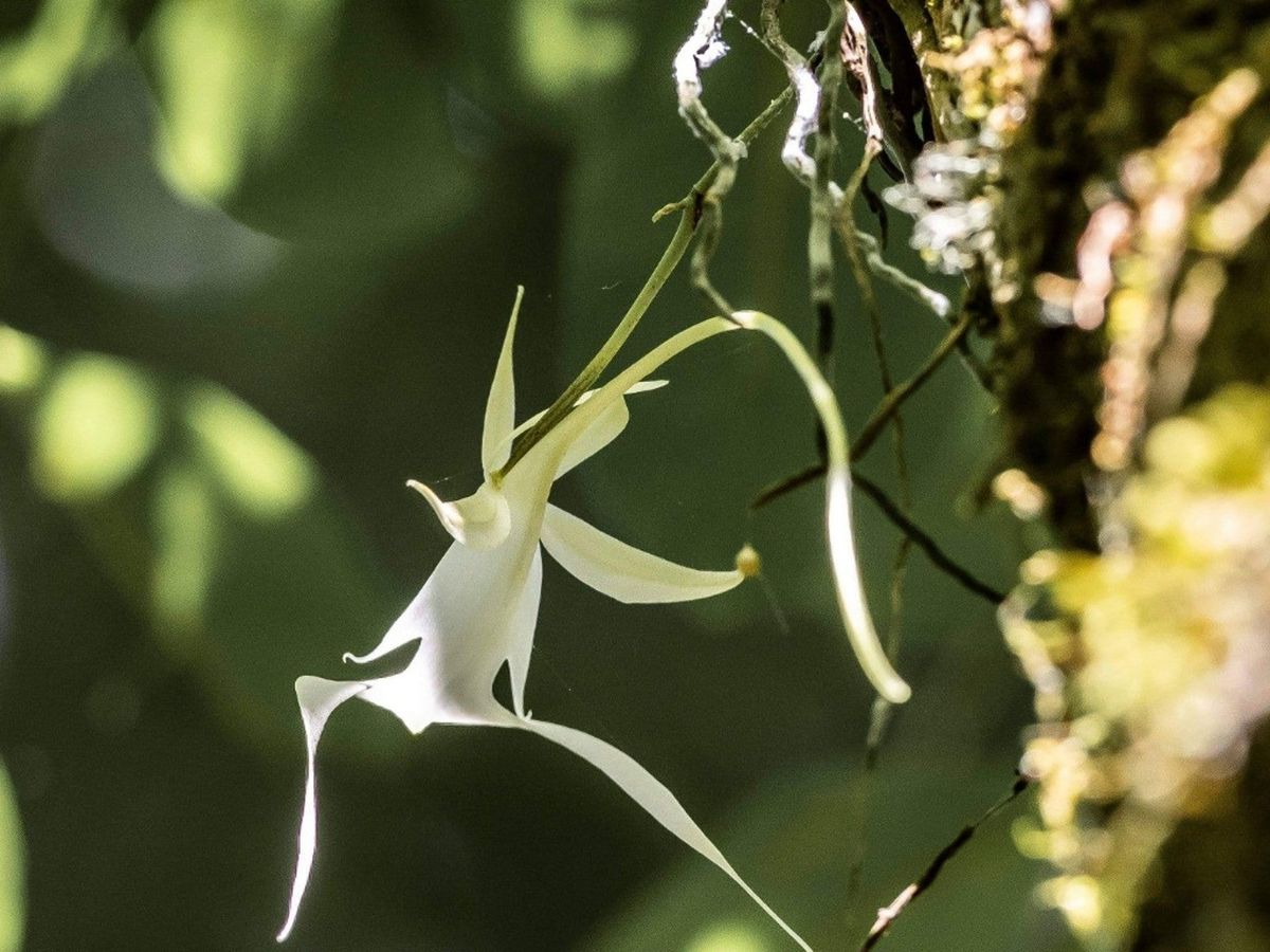 What Is A Ghost Orchid - Learn Some Facts About Ghost Orchid ...