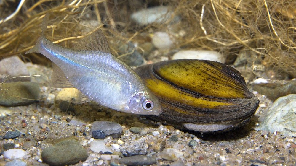 Scientists officially list 23 species as extinct, including the largest ...