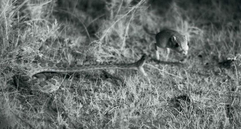 High-Speed Video Captures Amazing Viper Strike in the Wild | Live Science