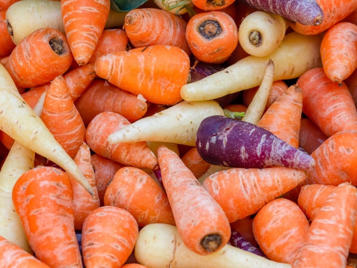 What Are Chantenay Carrots - How To Grow Chantenay Carrots In The ...