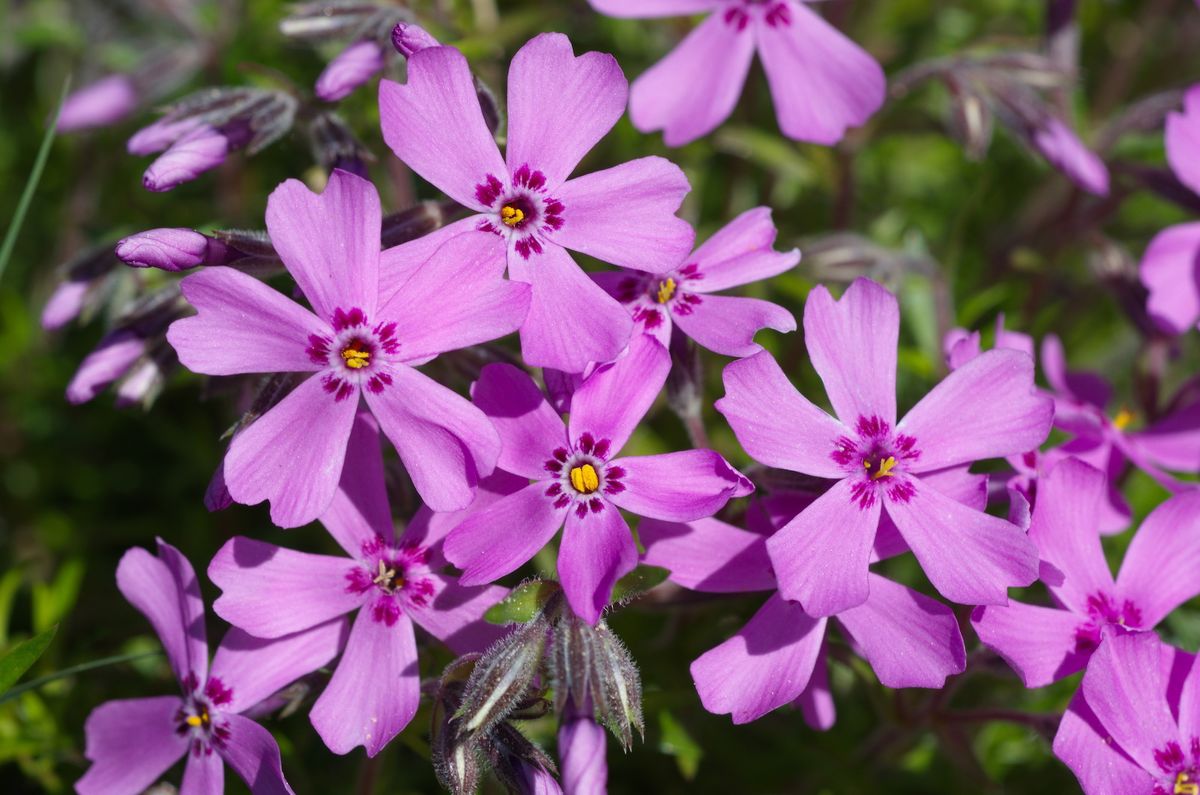 How to see tonight's pink supermoon, the largest full moon of 2020 ...