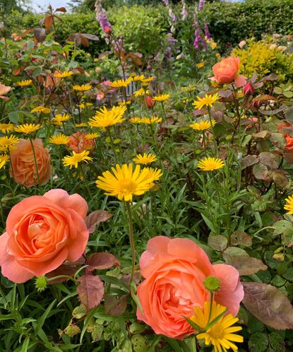 Designing a rose garden: for naturalistic and formal schemes | Homes ...