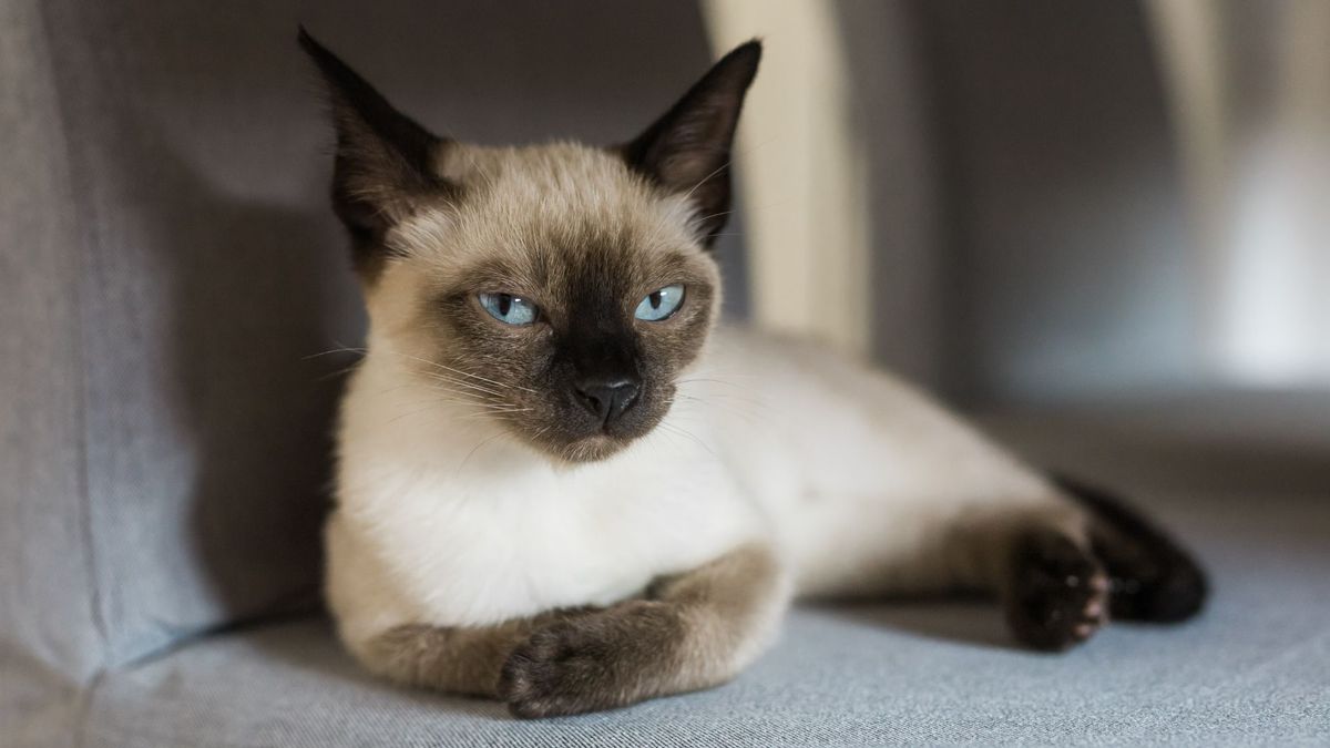 32 high-maintenance cat breeds | PetsRadar