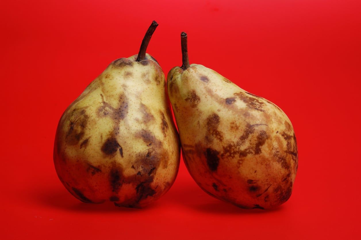 Treating Pears With Sooty Blotch: How To Manage Sooty Blotch Of Pear ...