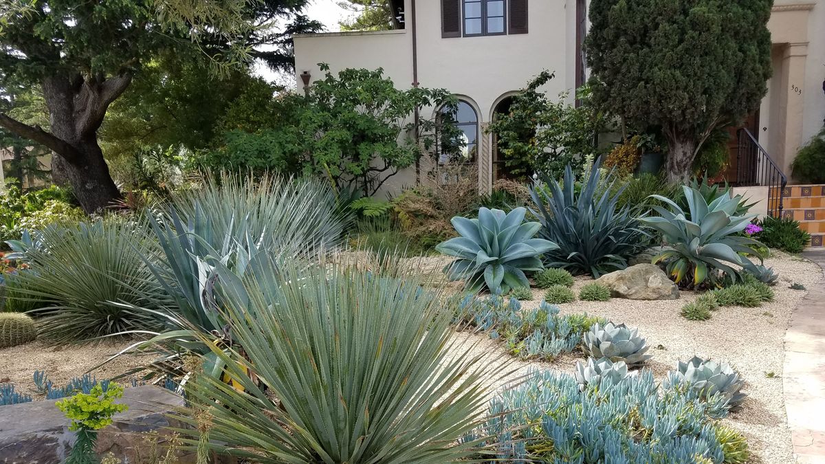 Guide to xeriscaping: what is xeriscaping and how to use it | Gardeningetc