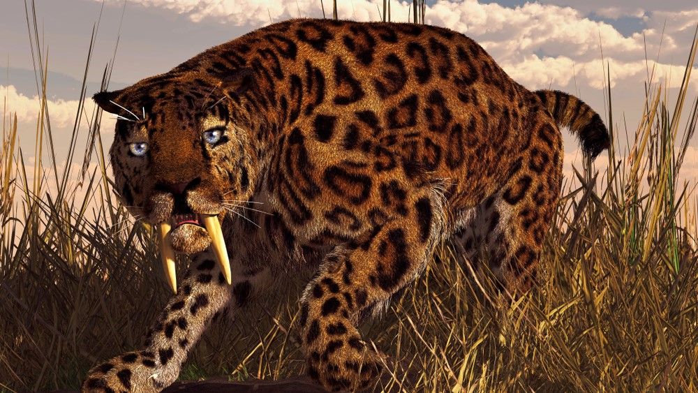 5 million-year-old fossils reveal 2 new species of saber-toothed cats ...