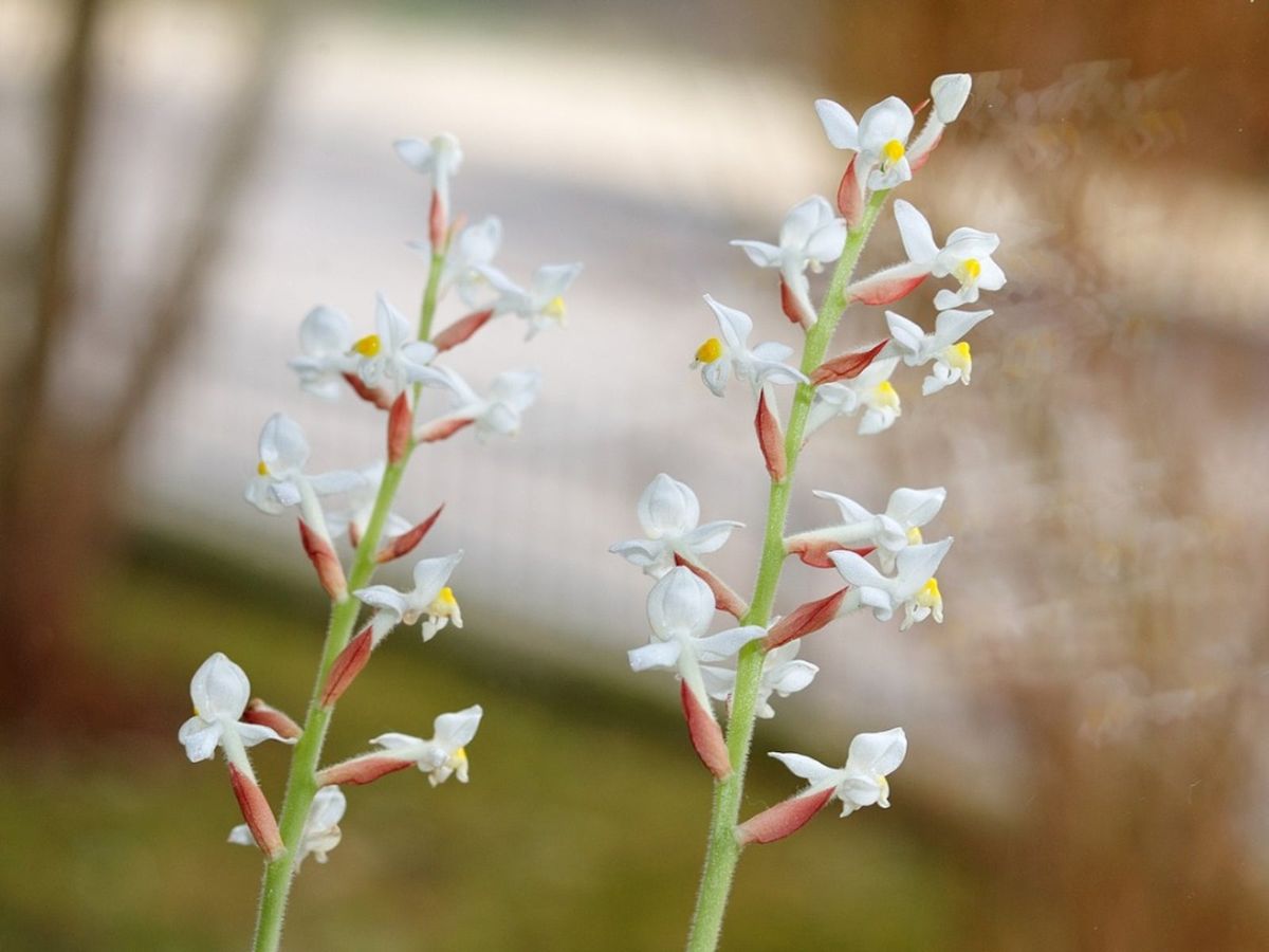 Ludisia Orchid Care - Tips For Growing Jewel Orchids | Gardening Know How