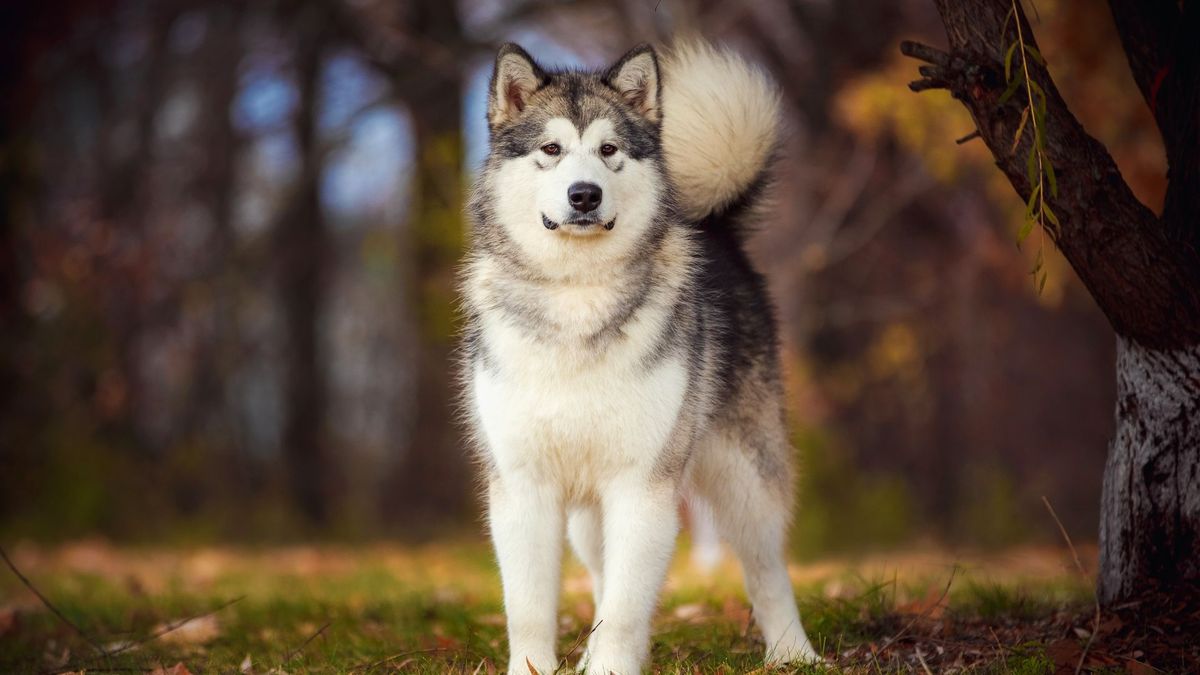 22 American dog breeds | PetsRadar