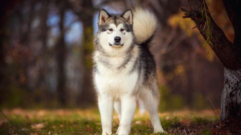 22 American dog breeds | PetsRadar