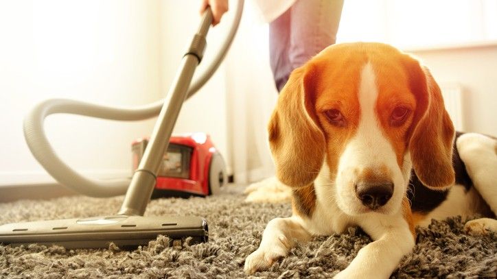 Beyond the flea collar: Prevent fleas with these six steps | PetsRadar