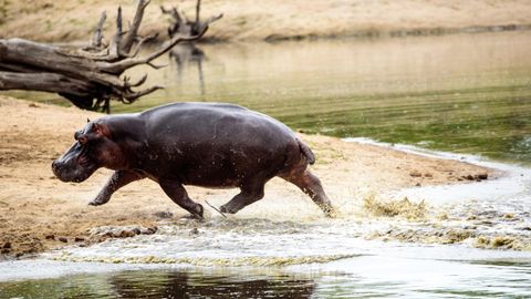Trotting hippos can 'fly,' but only in 0.3-second bursts, study finds | Live Science