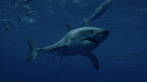 As Shark Week 2023 Ends, I Finally Got An Answer To A Question I've ...