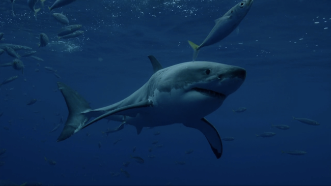 As Shark Week 2023 Ends, I Finally Got An Answer To A Question I've ...