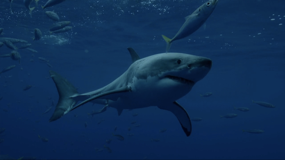 Are Great Whites Or Makos The Most Powerful Sharks In Ocean? Shark Week ...