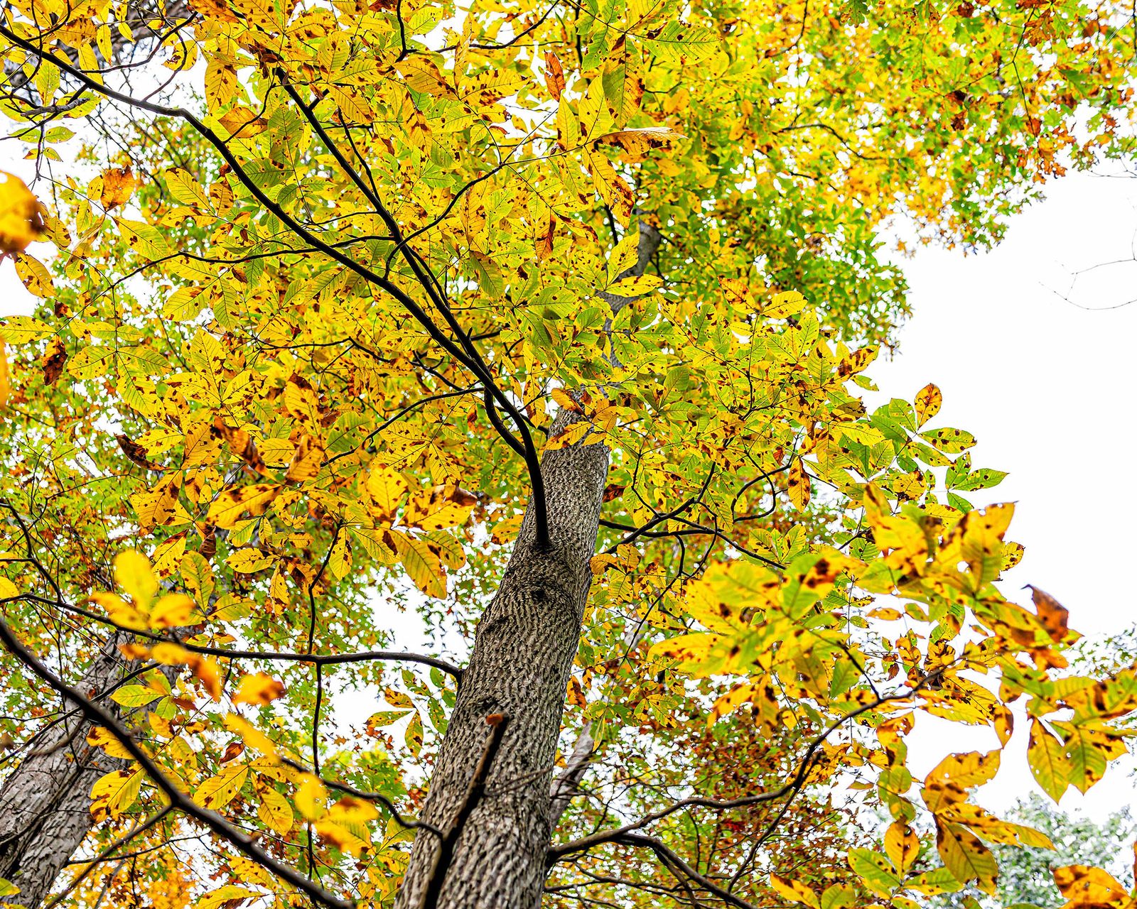 Pecan tree care and growing guide: expert tips for success | Gardeningetc