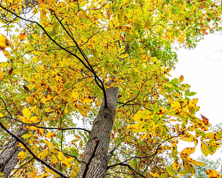 Pecan tree care and growing guide: expert tips for success | Gardeningetc Pecan tree care and growing guide: expert tips for success | Gardeningetc