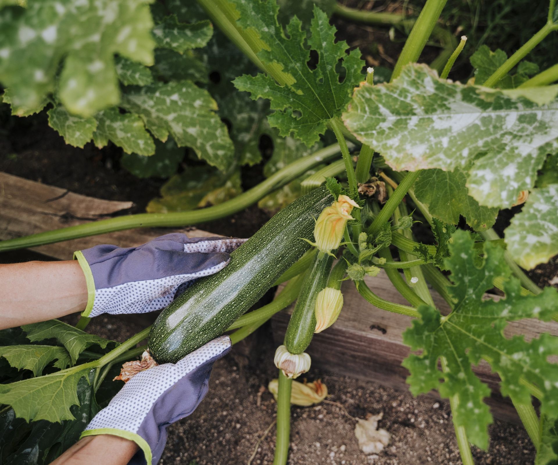 Best drought-tolerant vegetables: crops for dry conditions | Homes and ...